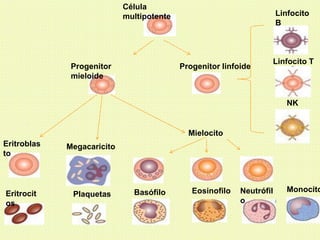 Esquema hematopoyesis | PPTX
