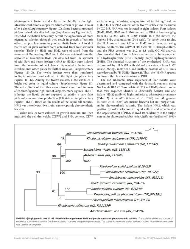 ESQUEMA MICROBIOLOGIA.pdf | Chemistry | Science