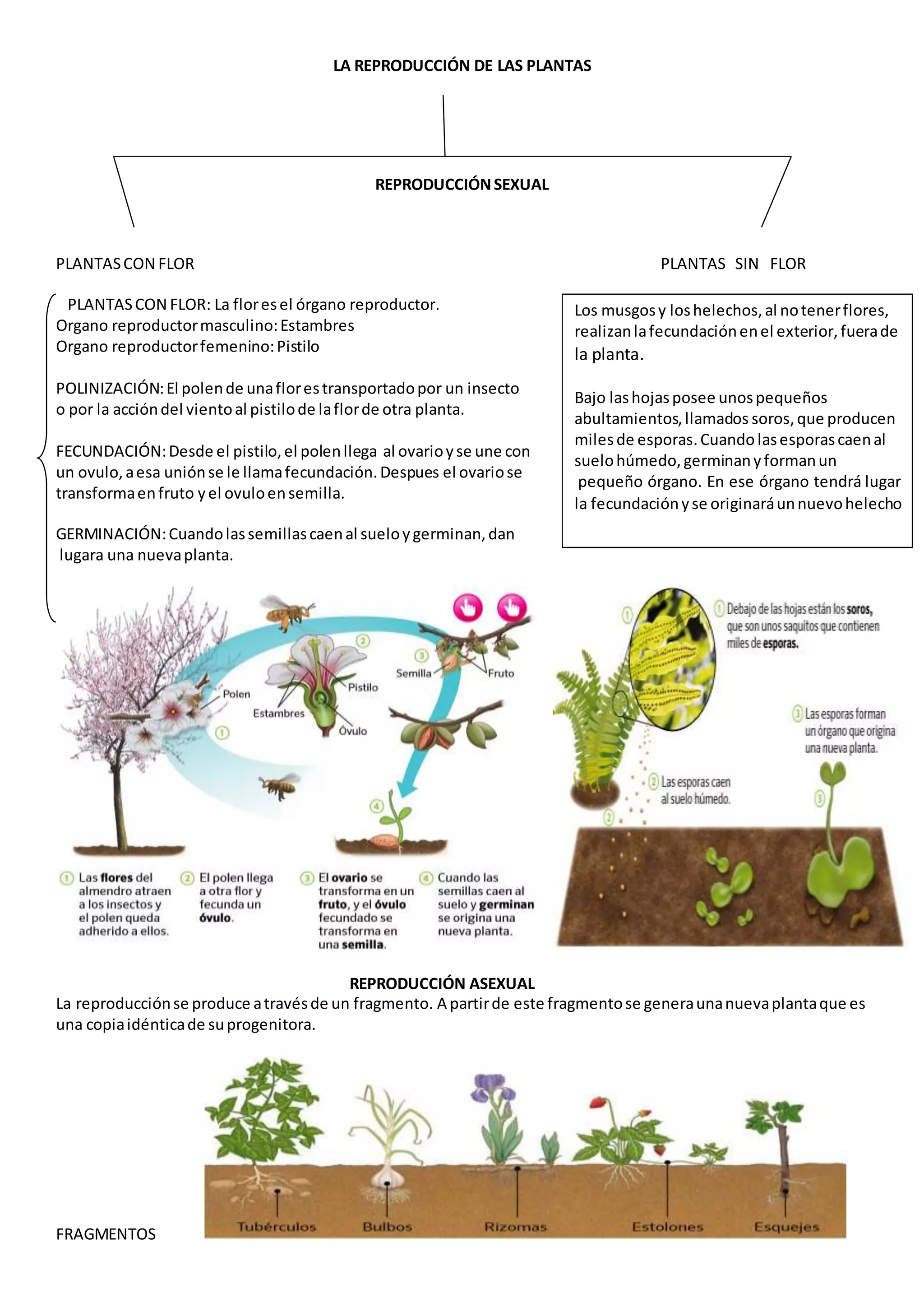Esquema 2.la reproducción de las plantas | DOCX