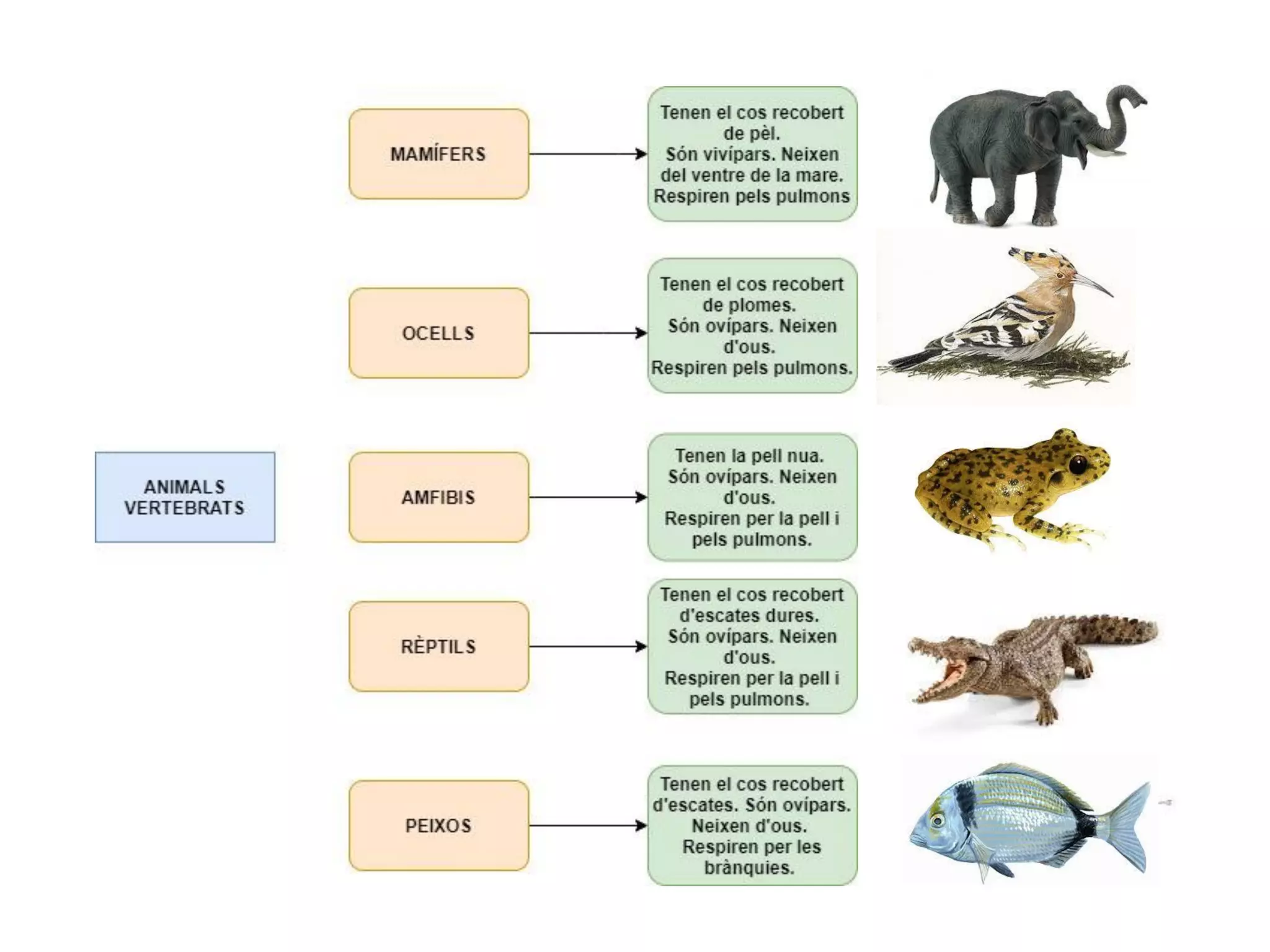 Esquema Animals Vertebrats | PDF