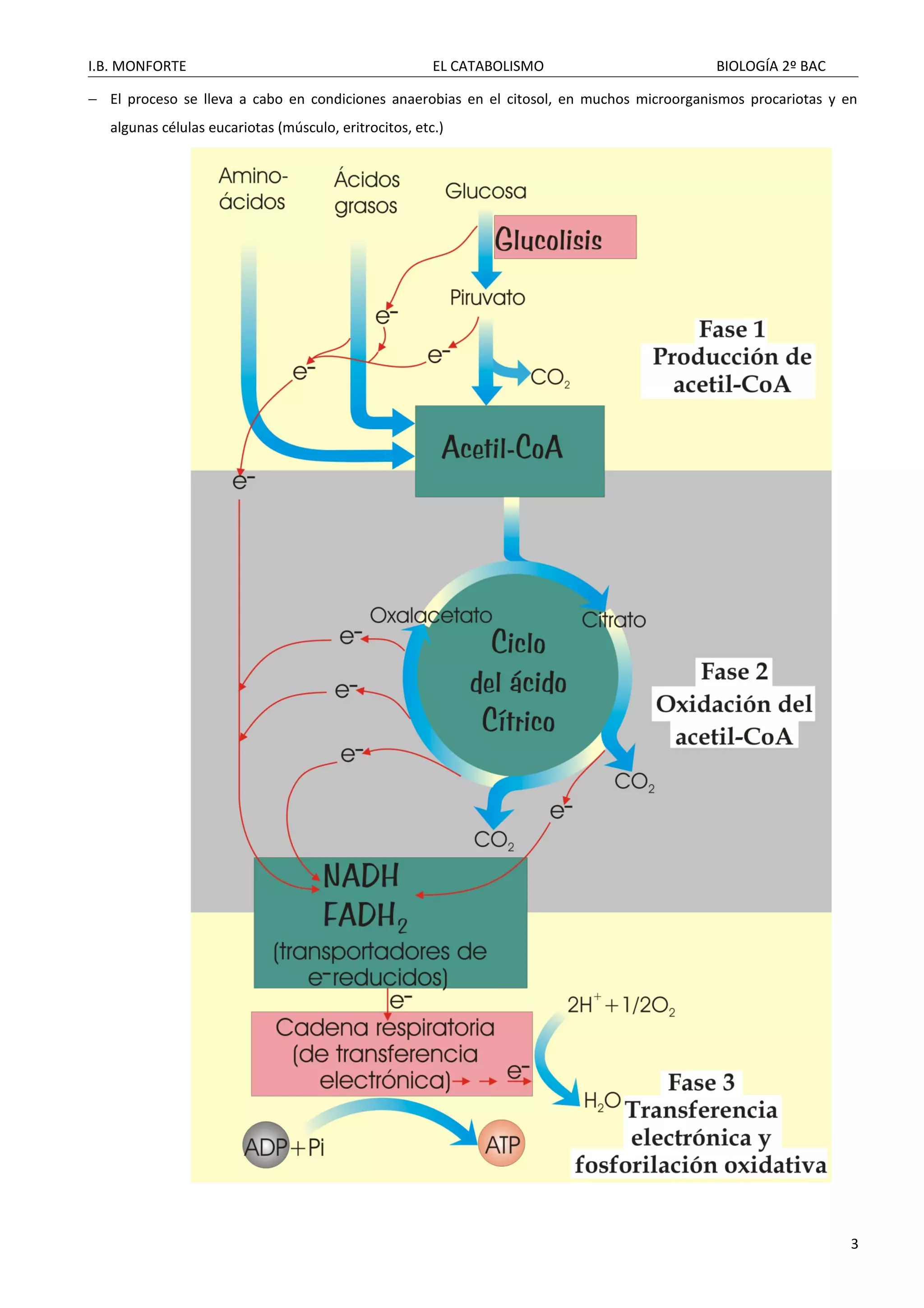 Esquema catabolismo anabol | PDF