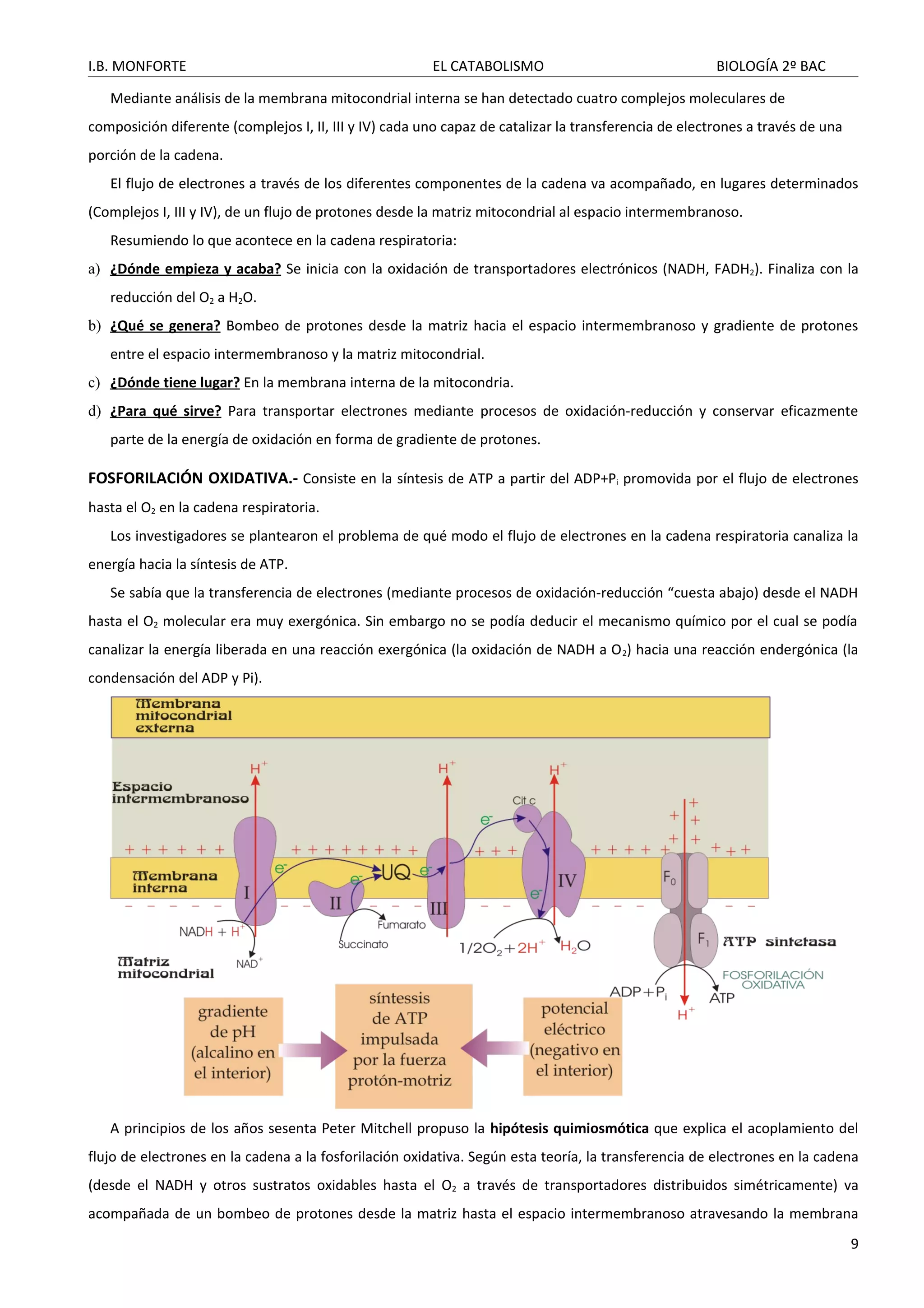 Esquema catabolismo anabol | PDF