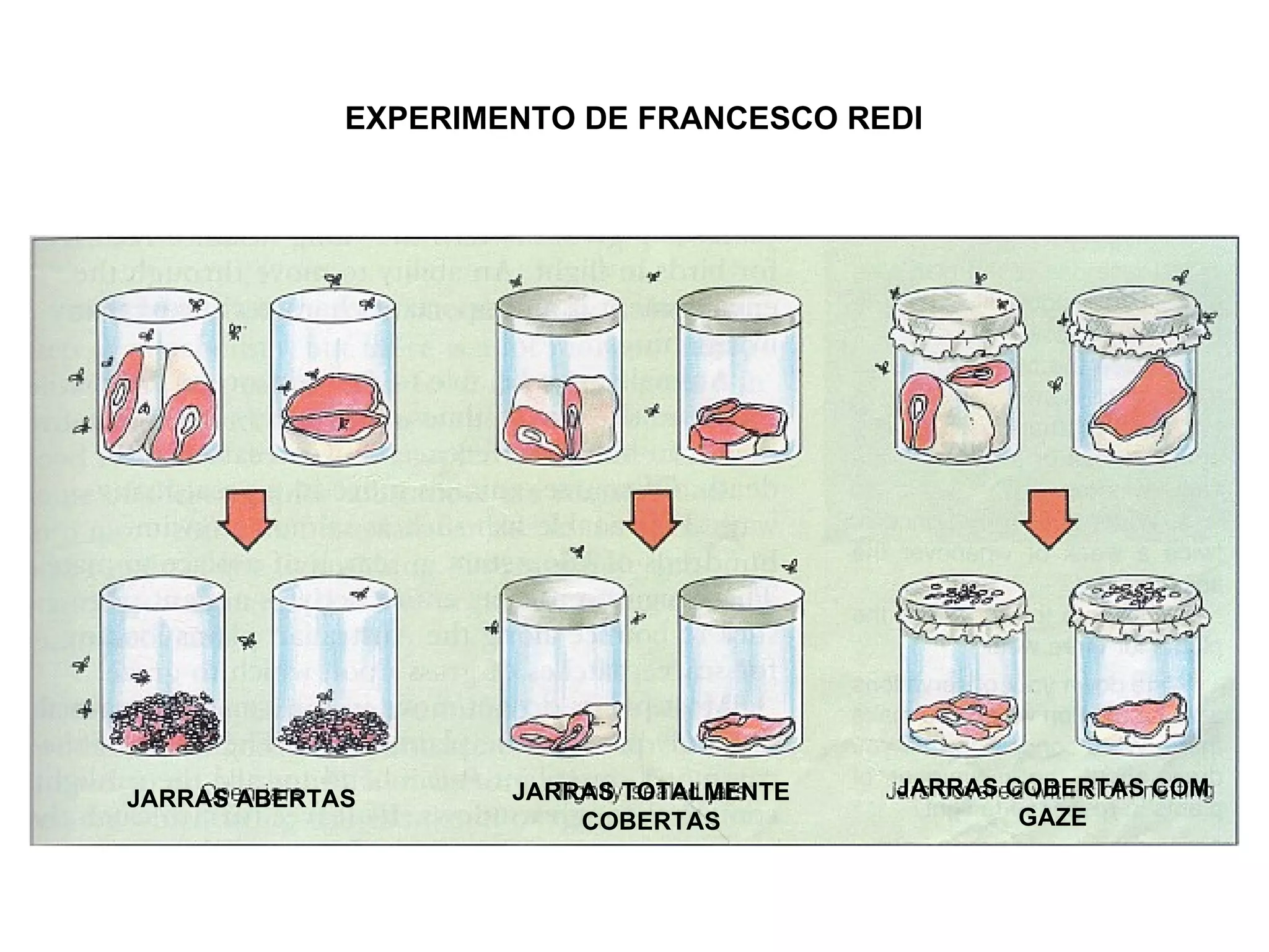 Esquema coacervados | PPT