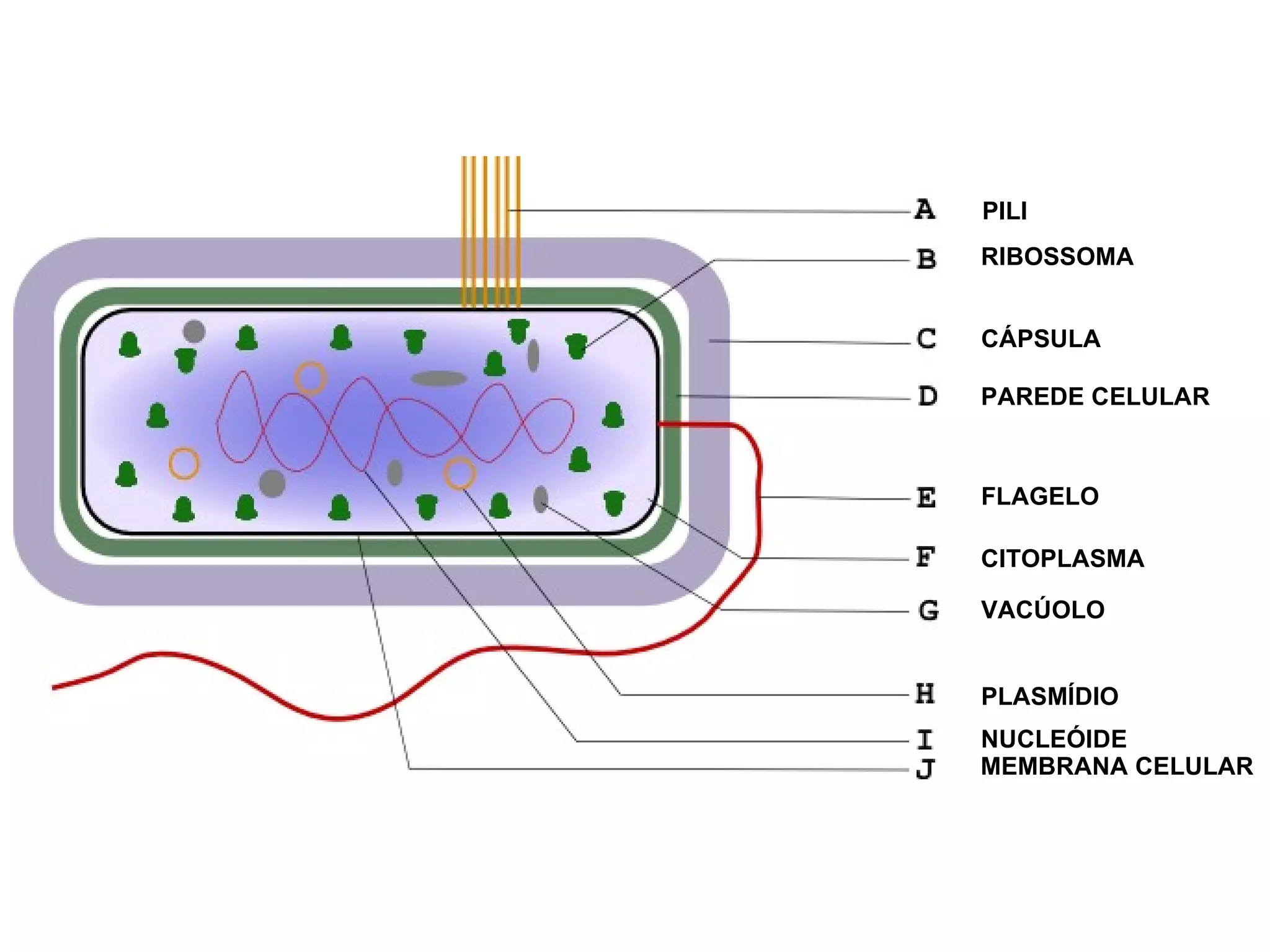 Esquema coacervados | PPT