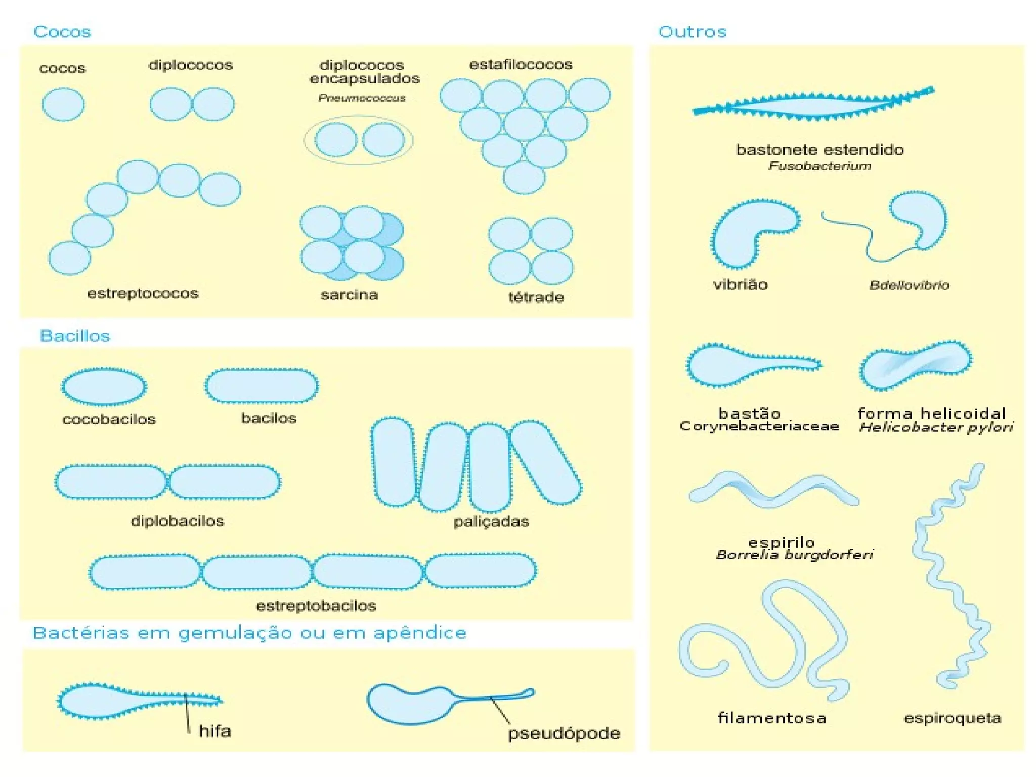 Esquema coacervados | PPT