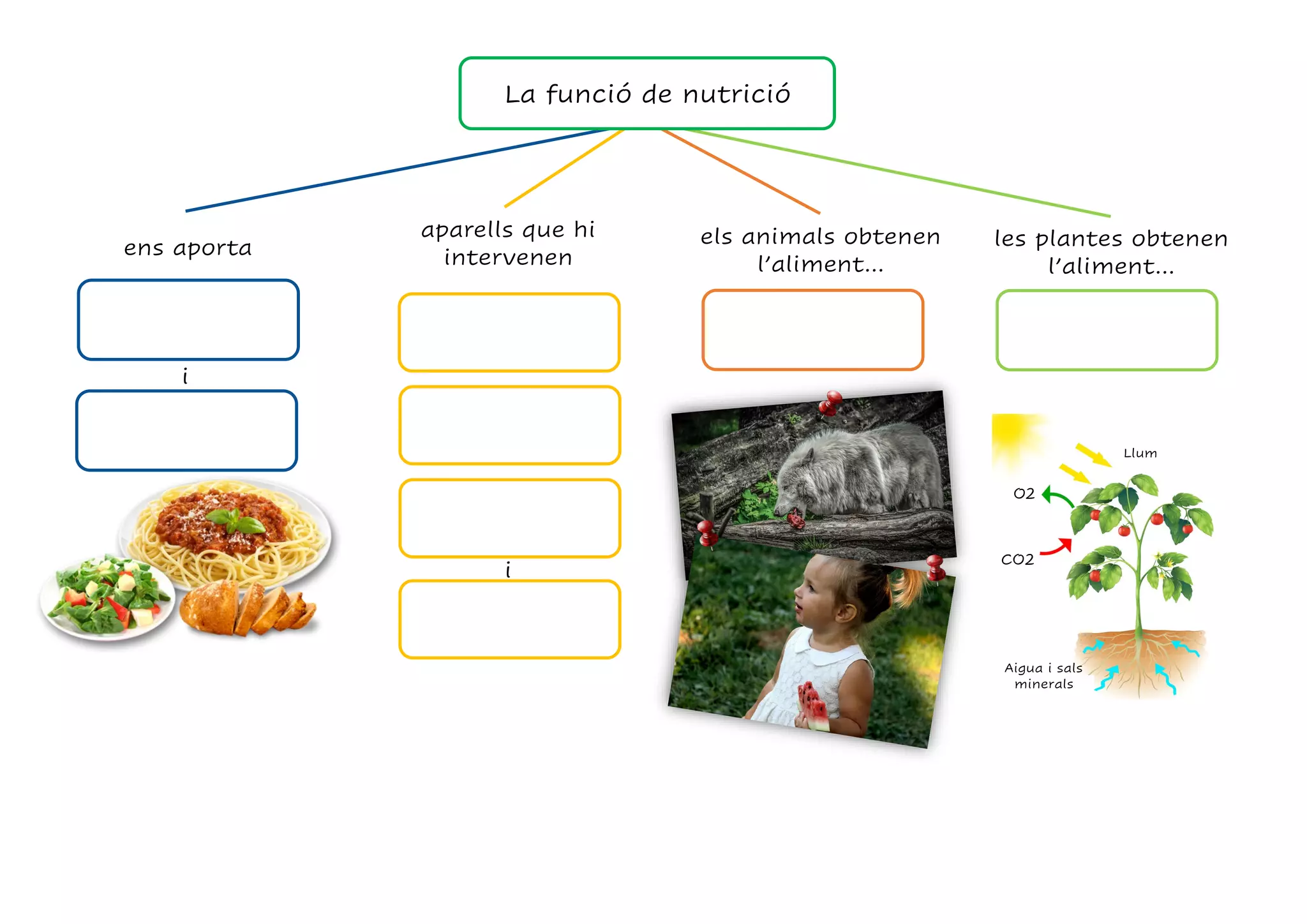 ESQUEMA DE LES FUNCIONS VITALS.pdf