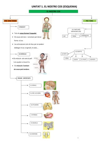 Esquema del nostre cos | DOC