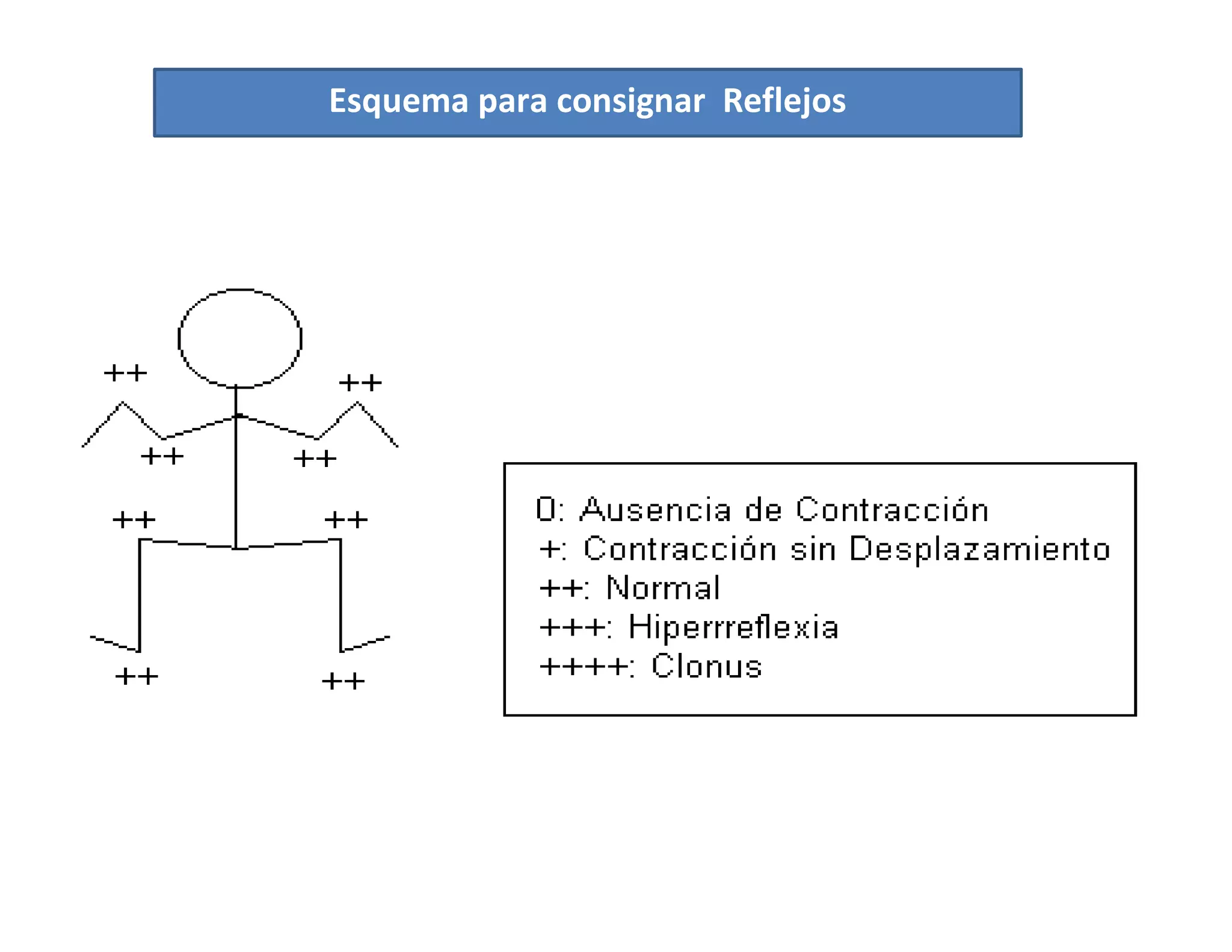Esquema para consignar reflejos. | PDF