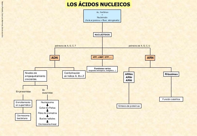 Esquemas bioelementos-y-biomoleculas por Jean Meza