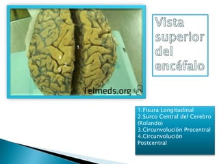 esquemas de cerebro.pptx