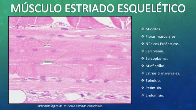 Esquemas histologicos 2ª parte