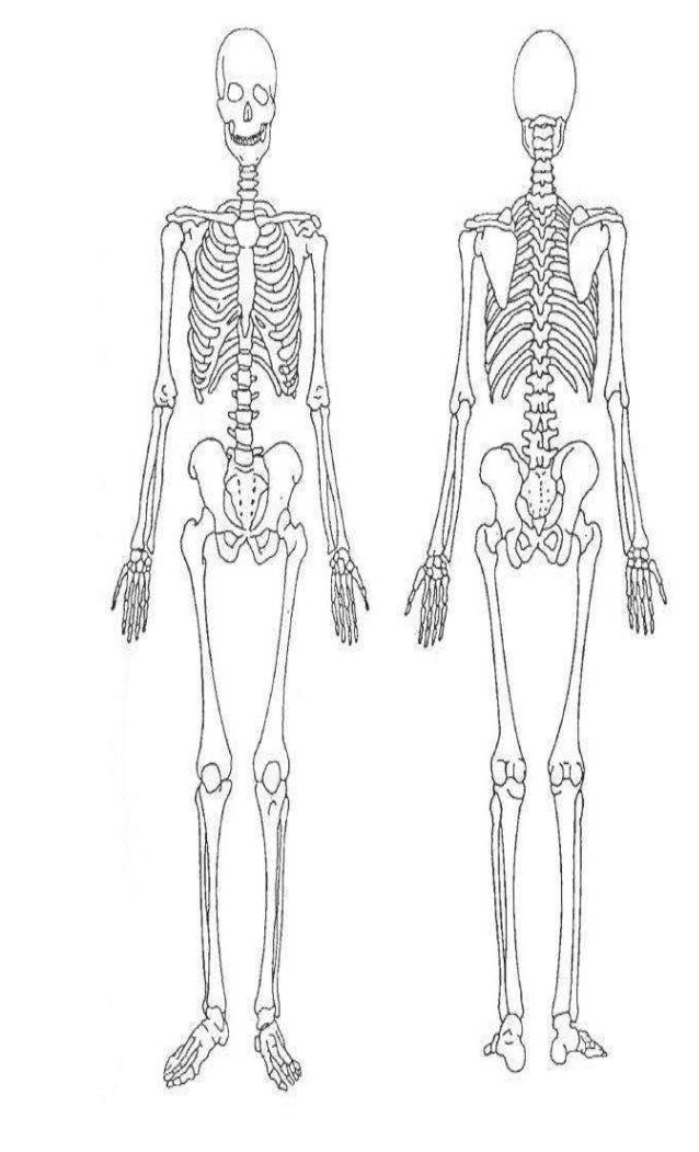 sistema oseo dibujos para imprimir esquema sistema 243 seo oficio sistema oseo dibujos para imprimir esquema sistema 243 seo oficio