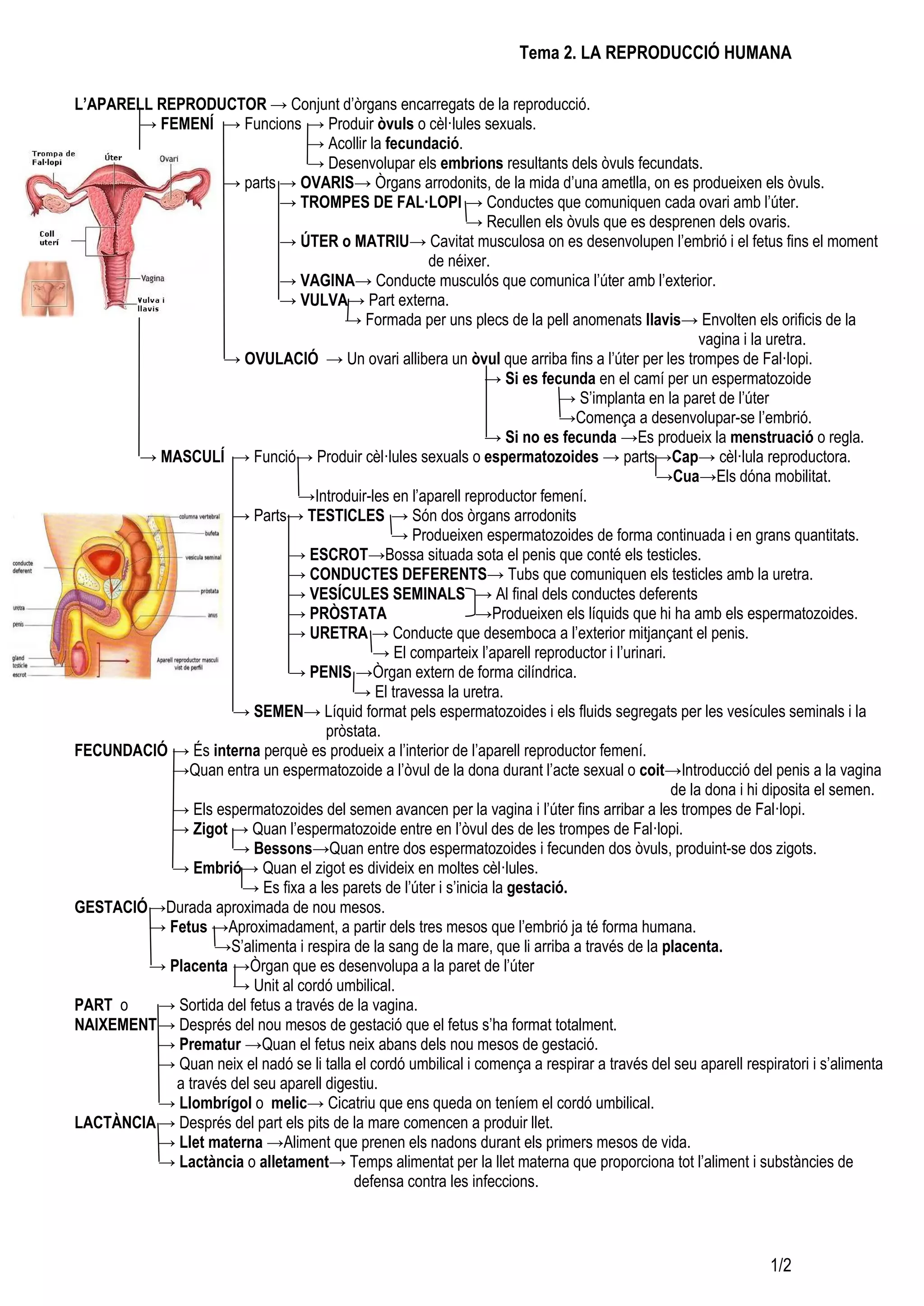Esquema tema 2 dificil | PDF