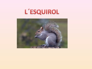 Esquirol | PPT