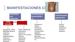 Esquistosomiasis | PPTX
