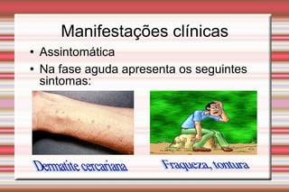 Esquistossomose | PPT