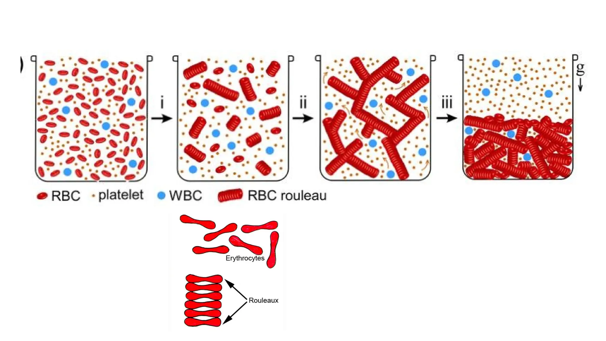 Erythrocyte Sedimentation Rate (part1).pptx