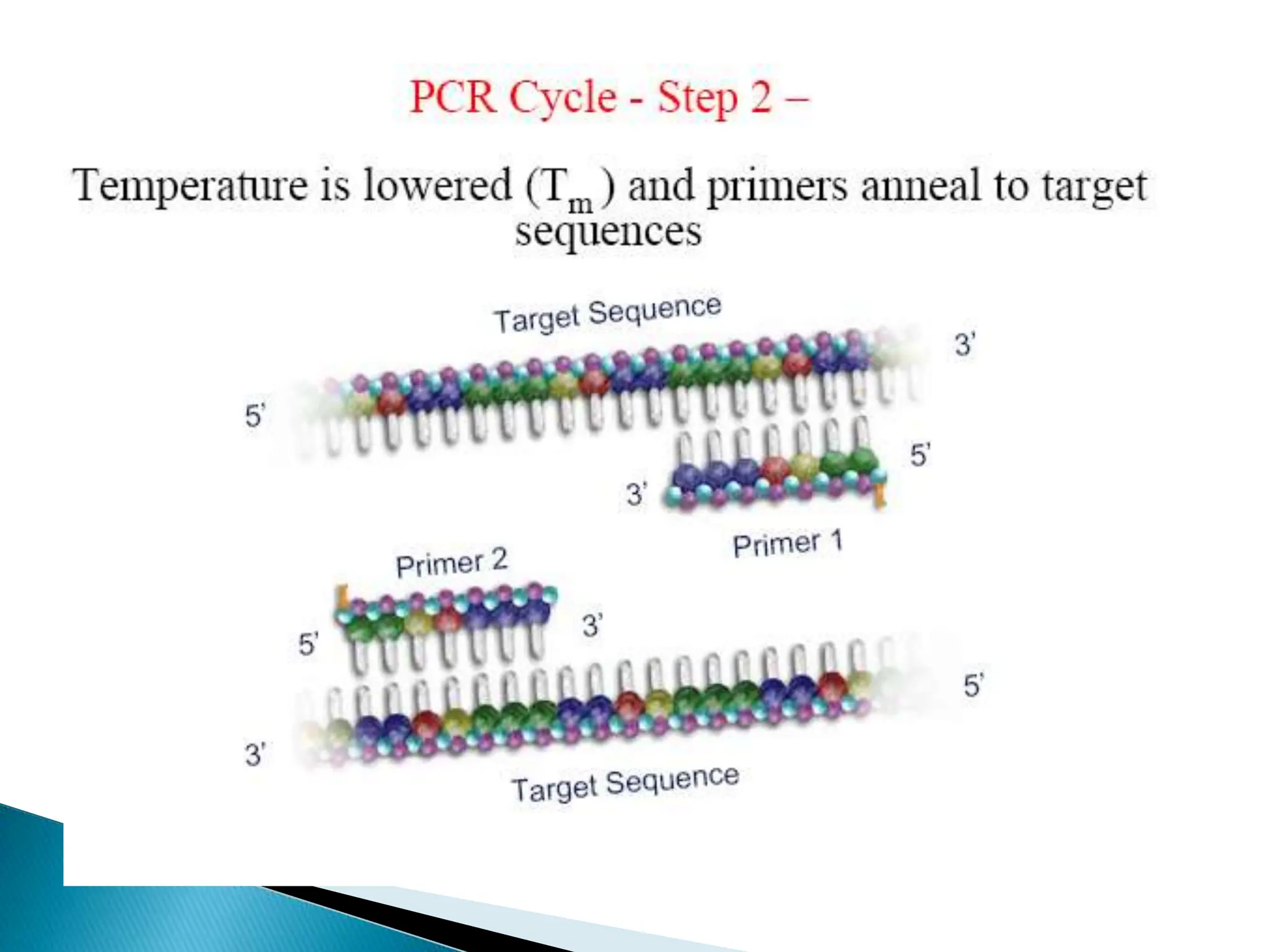 polymerase chain reaction (PCR) technique | PPT