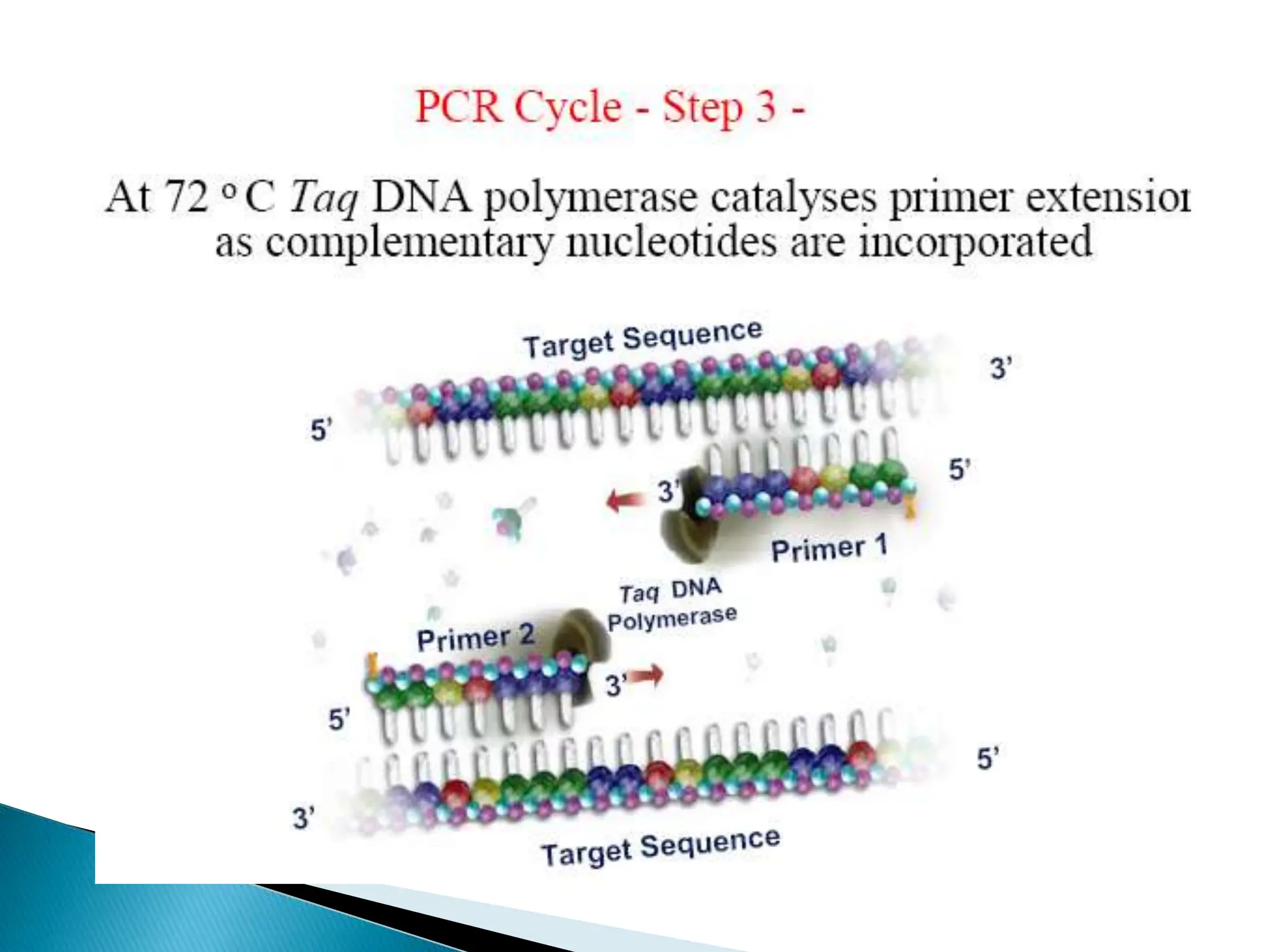 polymerase chain reaction (PCR) technique | PPT