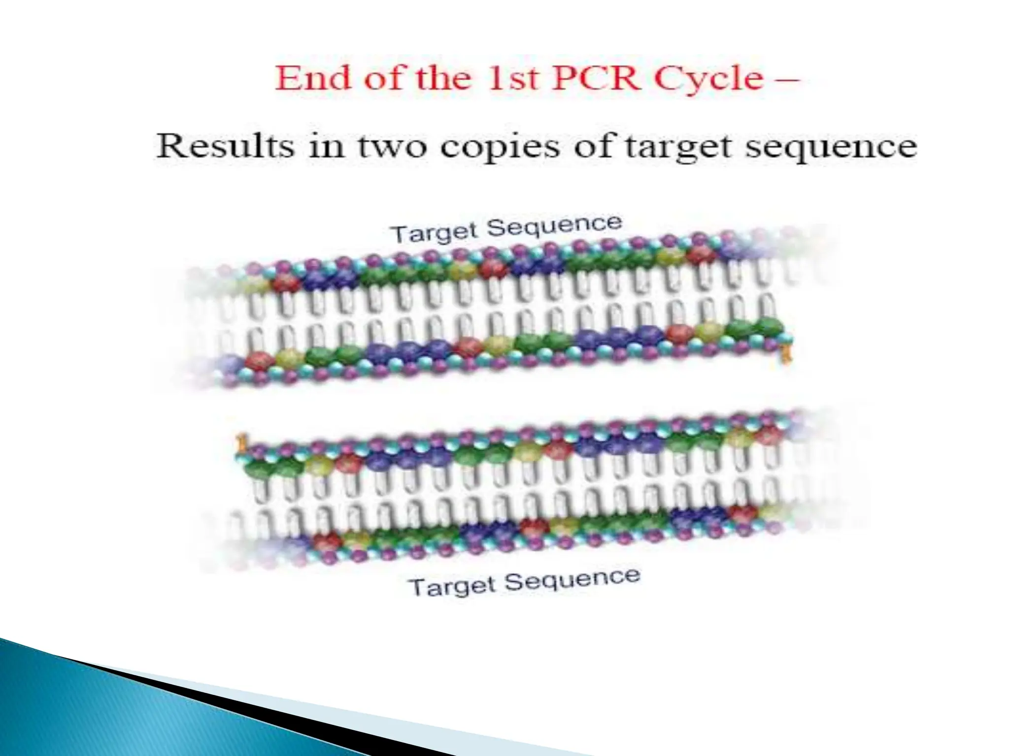 polymerase chain reaction (PCR) technique | PPT