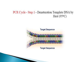polymerase chain reaction (PCR) technique | PPT