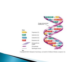 polymerase chain reaction (PCR) technique | PPT