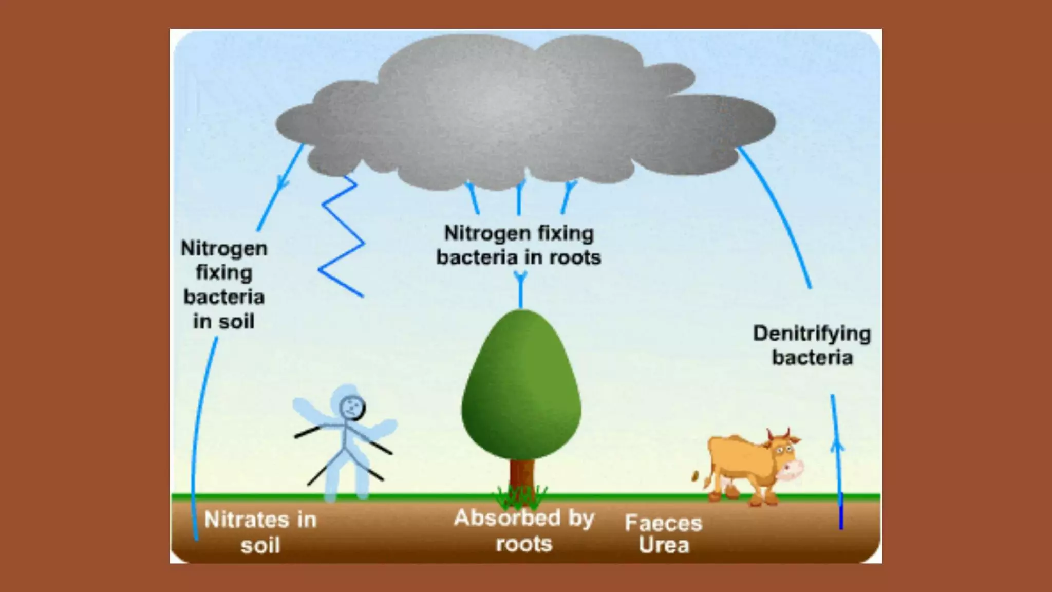 Human Impact on the Different Biogeochemical Cycle | PPTX