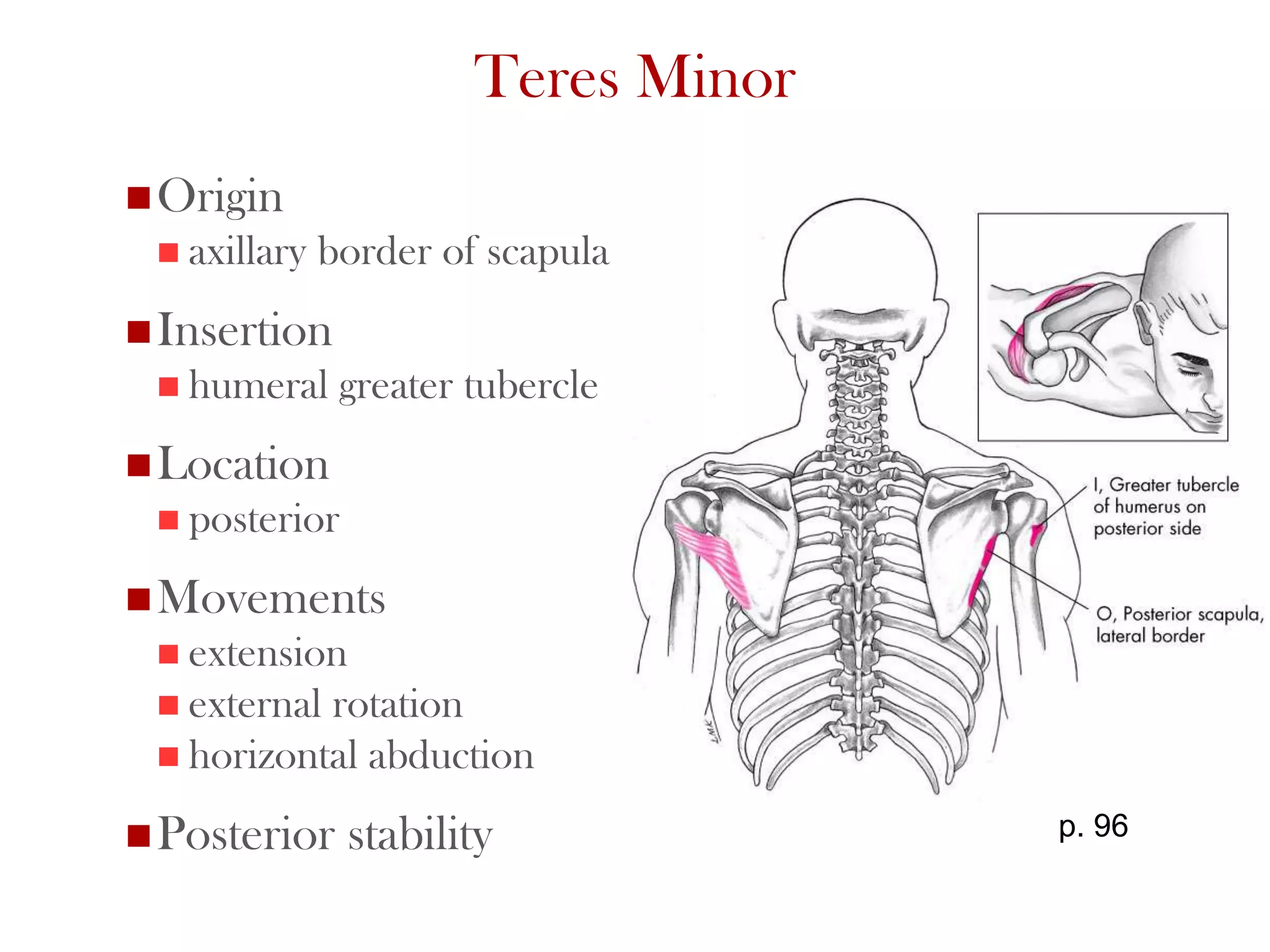 Ess 3092 week 4 student (shoulder) | PPTX