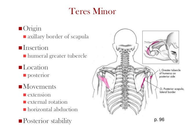 Ess 3092 week 4 student (shoulder)