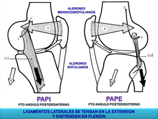 Essalud rodilla | PPT