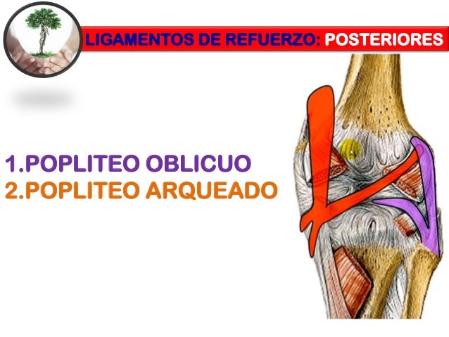 Articulación de la rodilla – fisiochacón