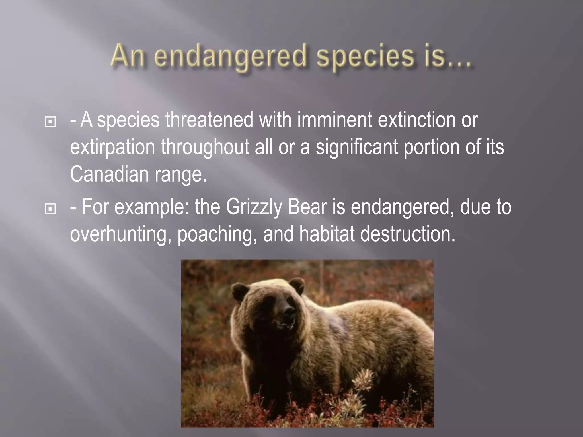 Endangered Species PowerPoint | PPTX