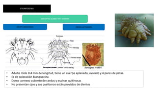 ESSCABIOSIS Y PEDICULOSIS | PPTX
