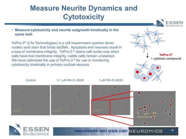 Essen bioscience neuromics 9_17_12 | PPTX