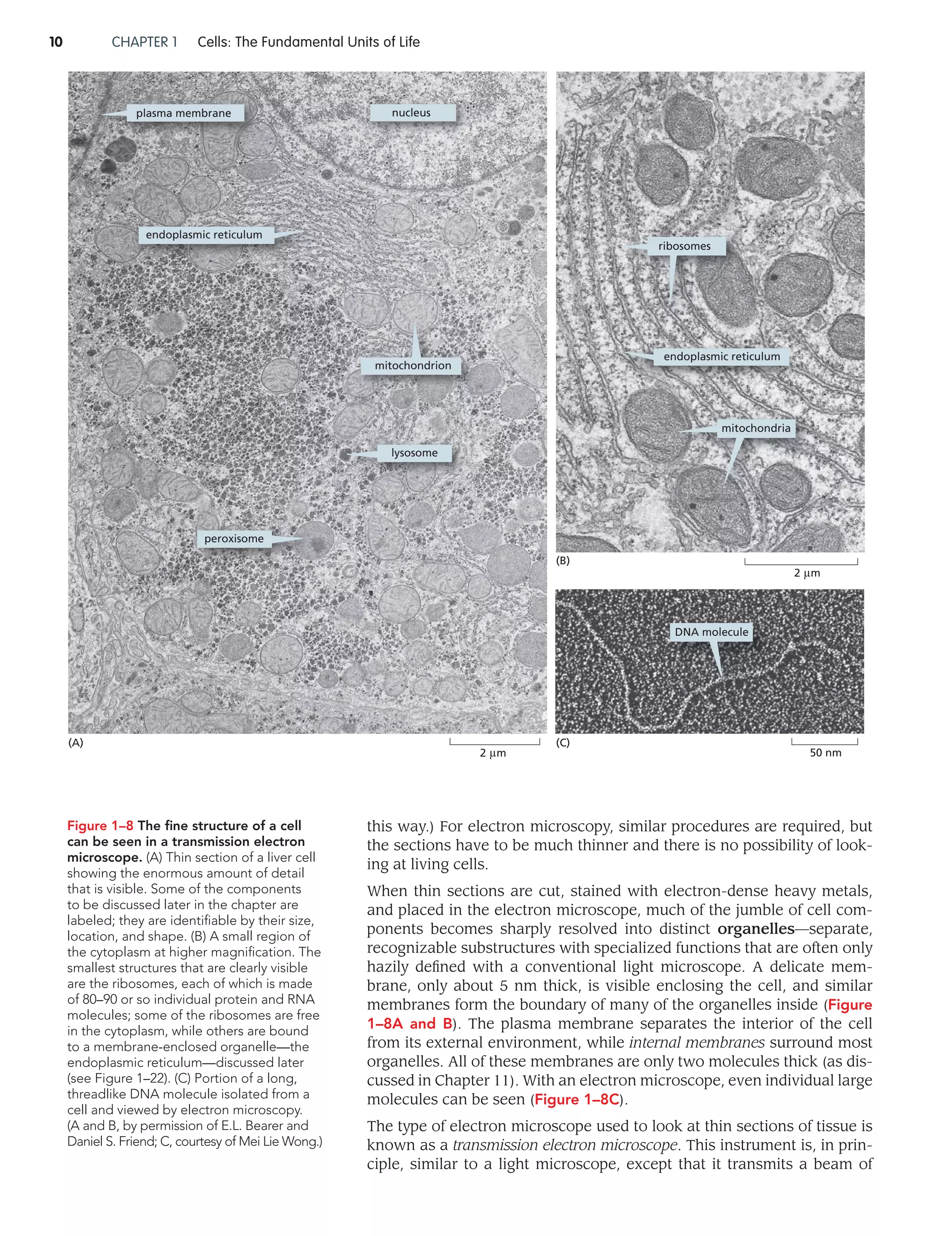 Essential Cell Biology (5th) | PDF