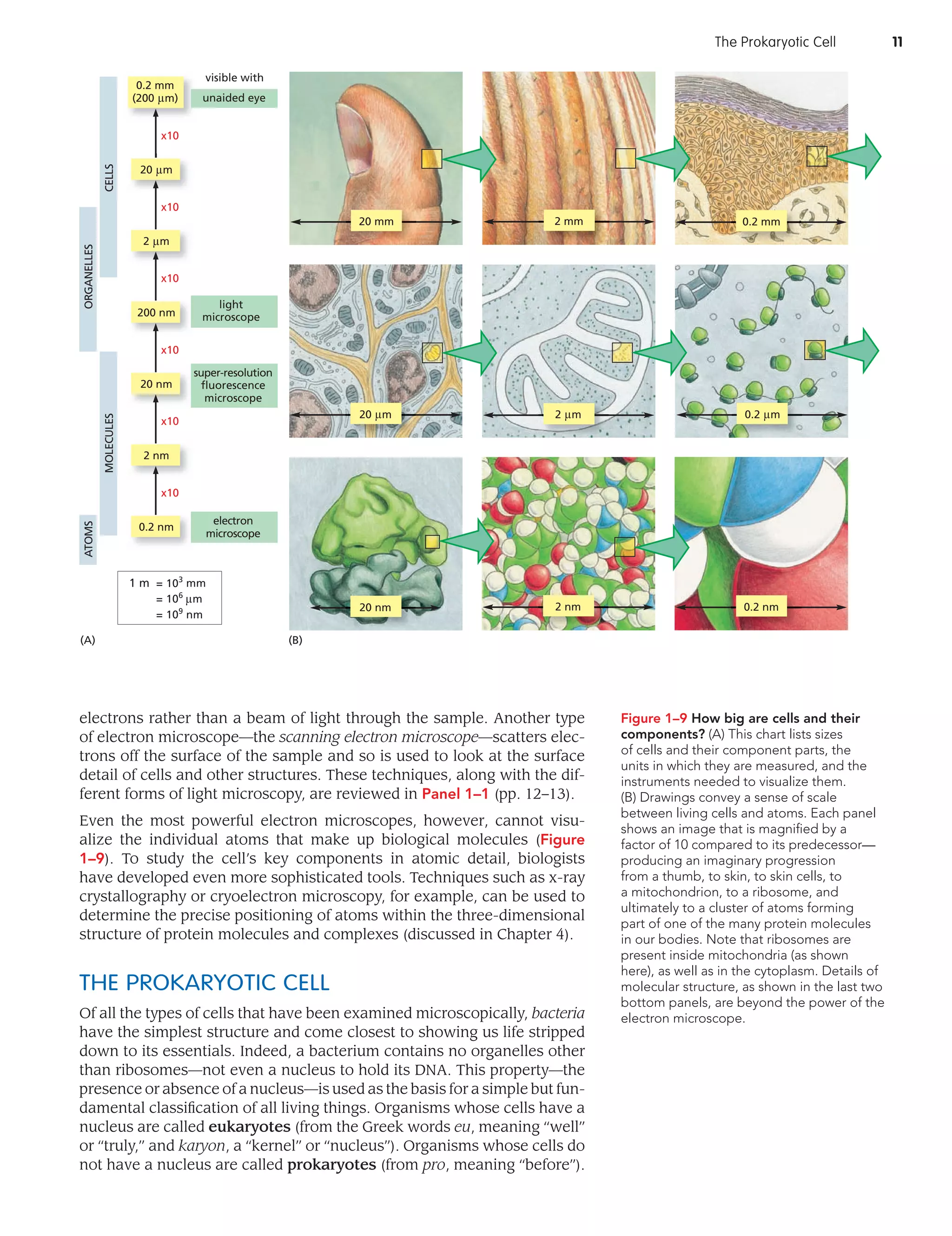 Essential Cell Biology (5th) | PDF