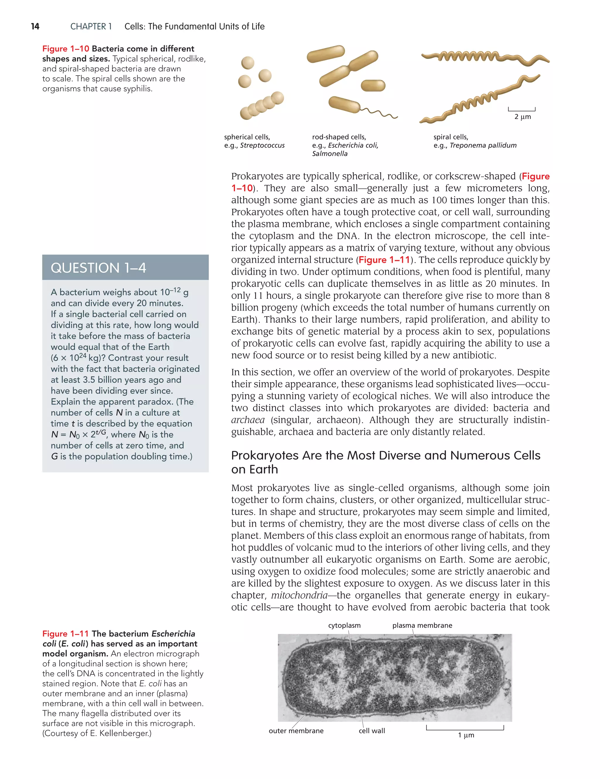 Essential Cell Biology (5th) | PDF