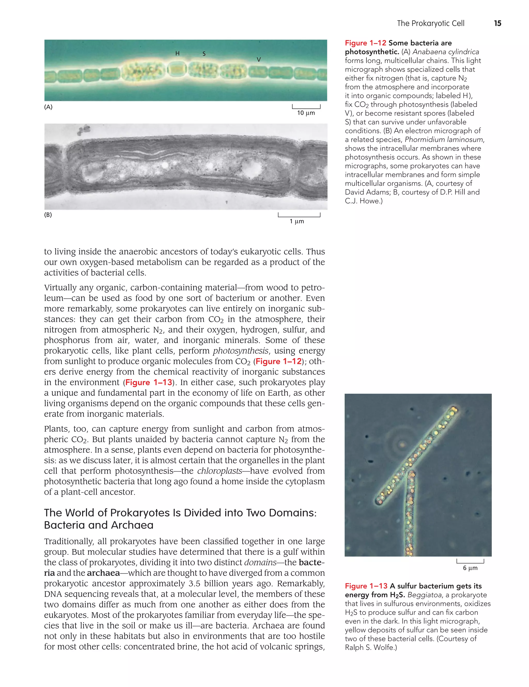 Essential Cell Biology (5th) | PDF