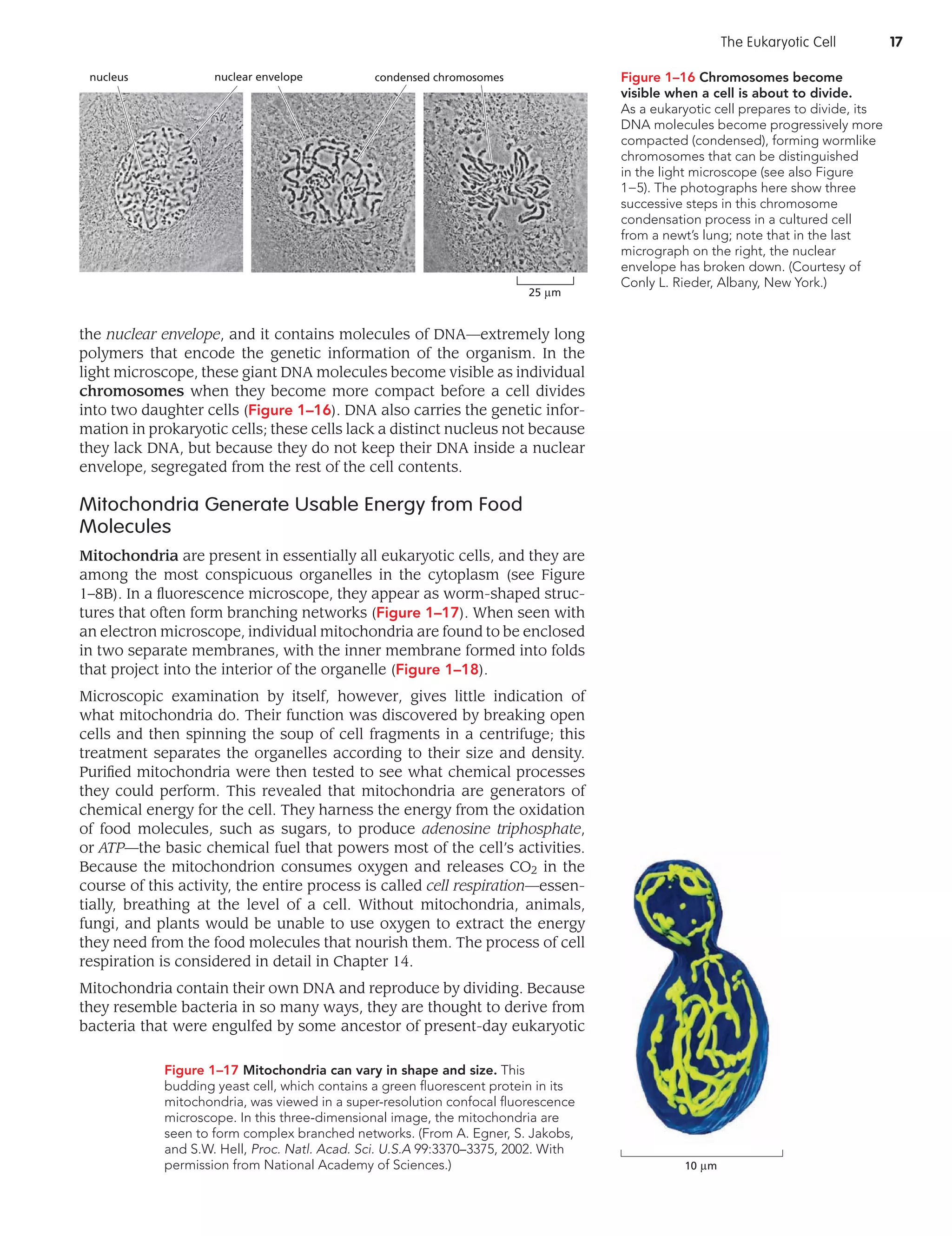 Essential Cell Biology (5th) | PDF