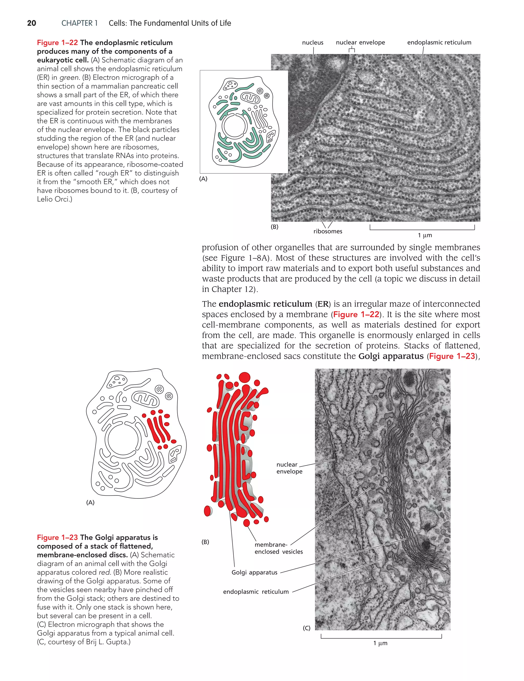 Essential Cell Biology (5th) | PDF