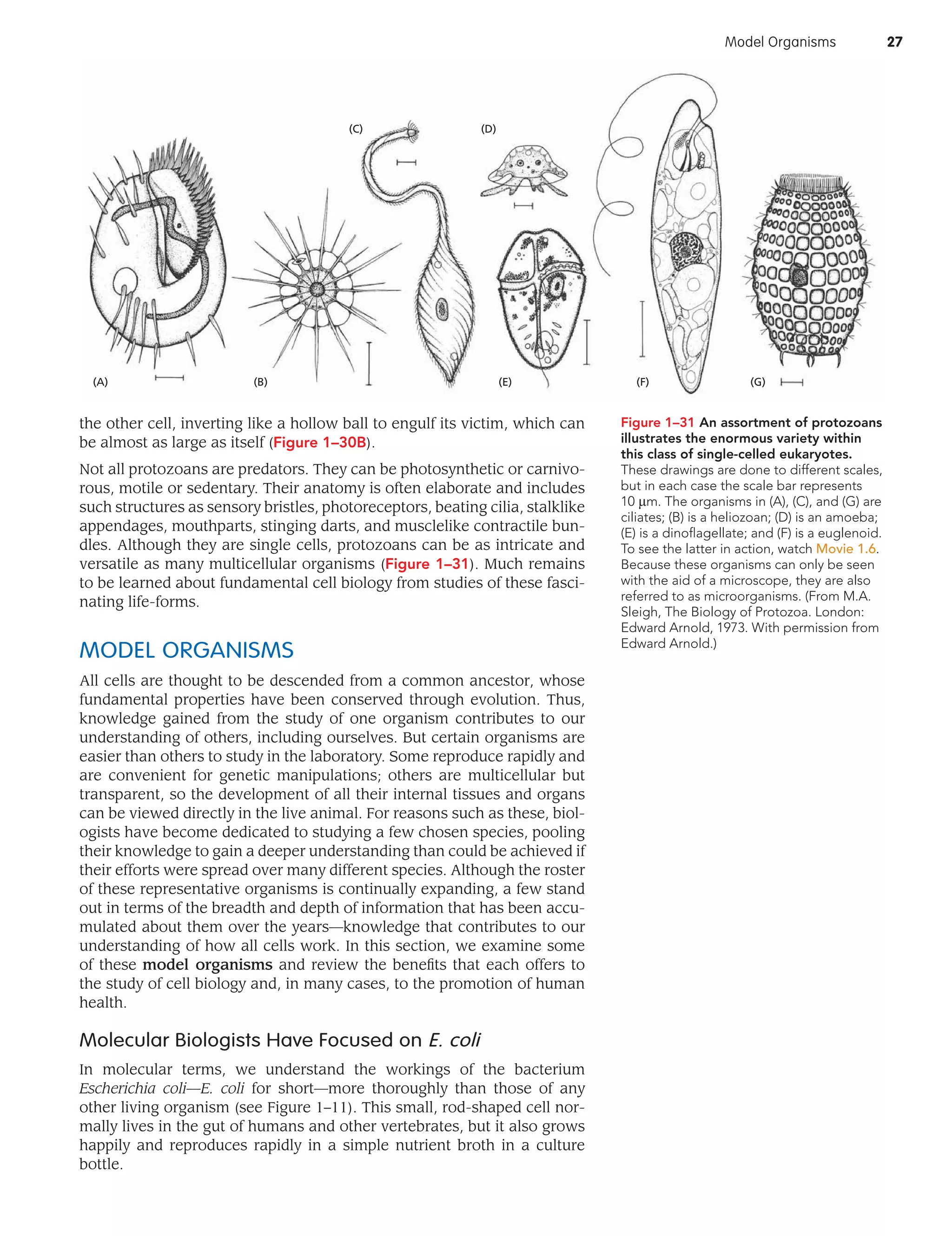 Essential Cell Biology (5th) | PDF