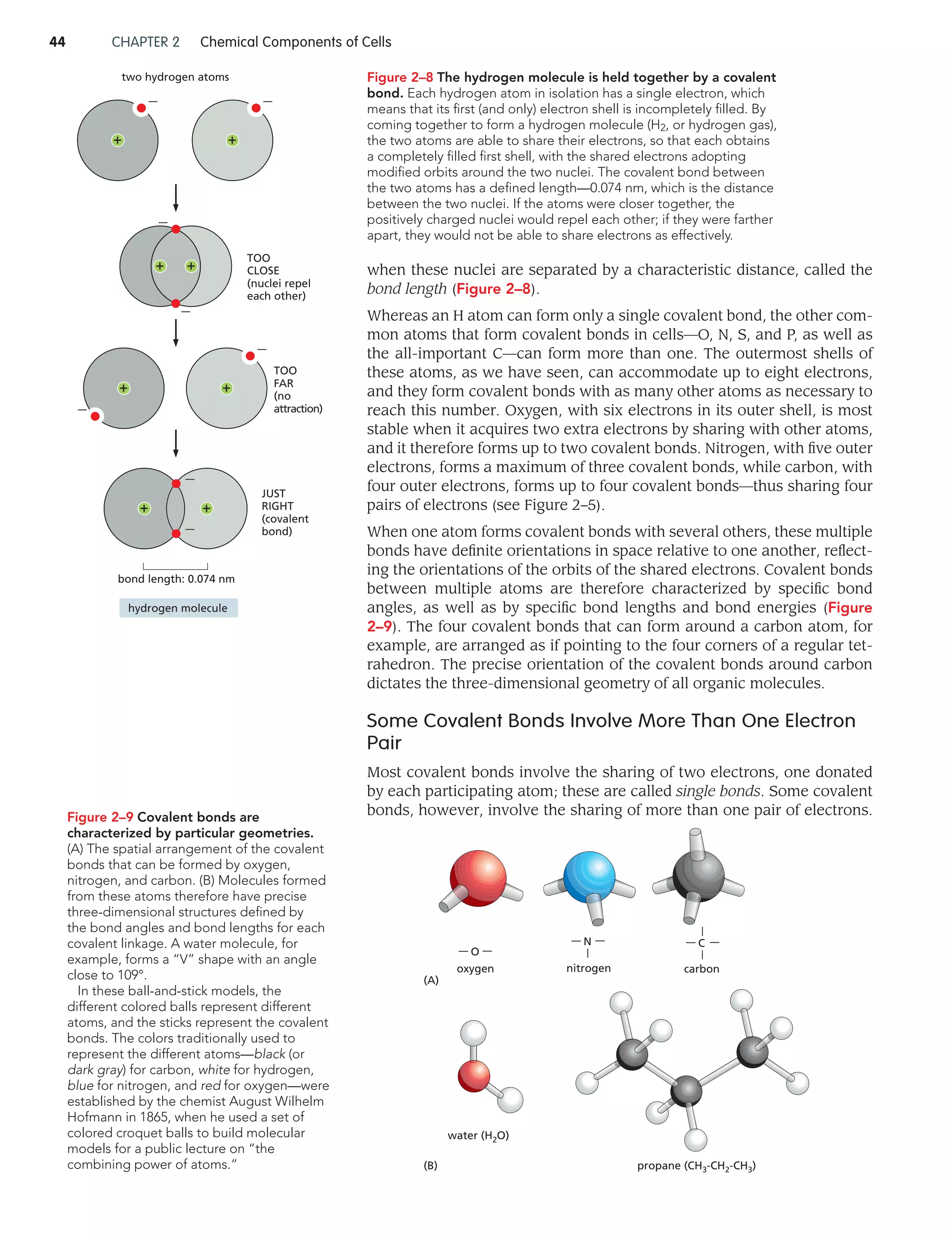 Essential Cell Biology (5th) | PDF