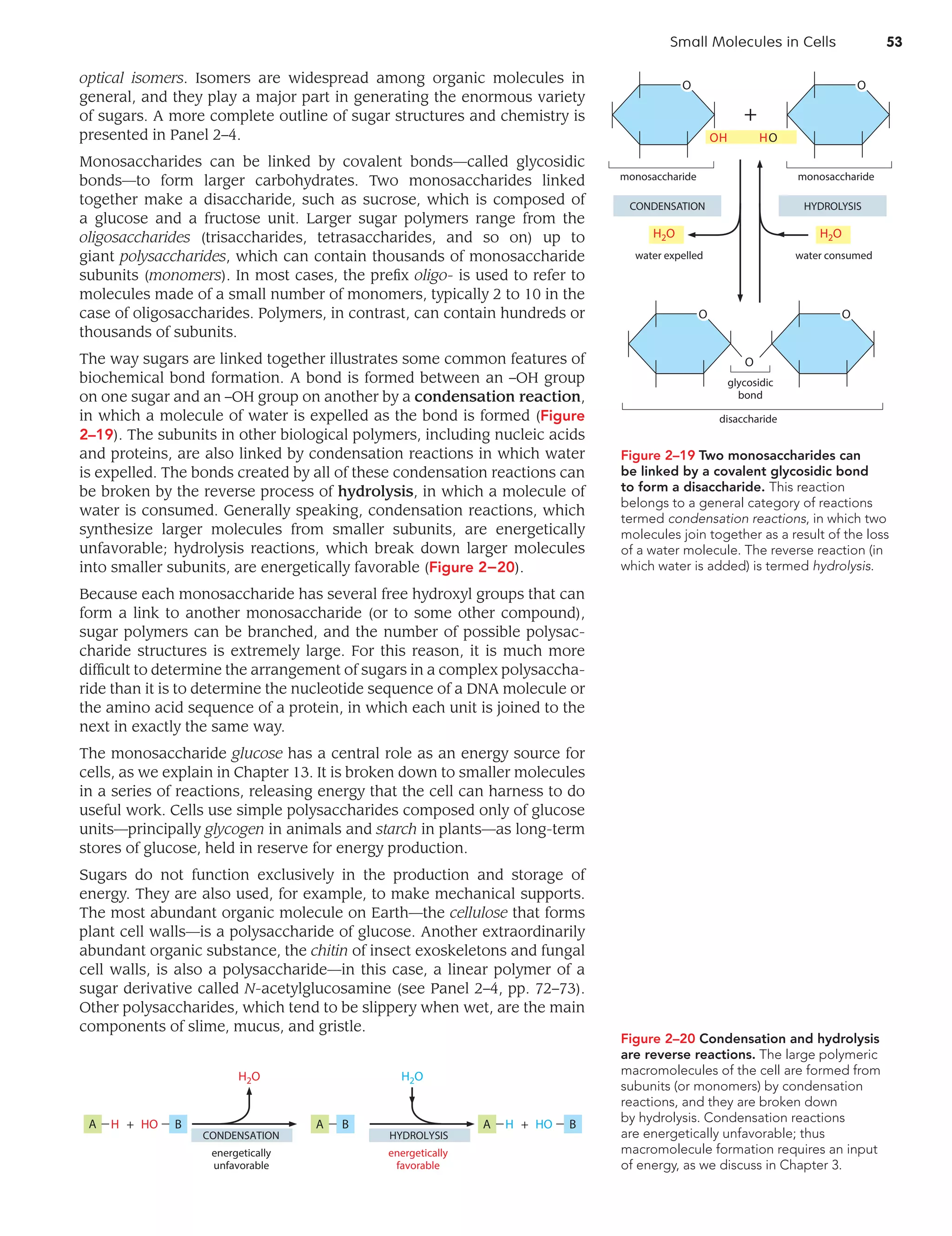 Essential Cell Biology (5th) | PDF