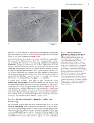 Essential Cell Biology (5th) | PDF