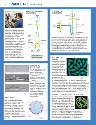 Essential Cell Biology (5th) | PDF