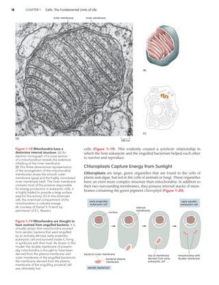 Essential Cell Biology (5th) | PDF