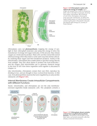 Essential Cell Biology (5th) | PDF