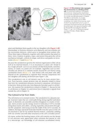Essential Cell Biology (5th) | PDF
