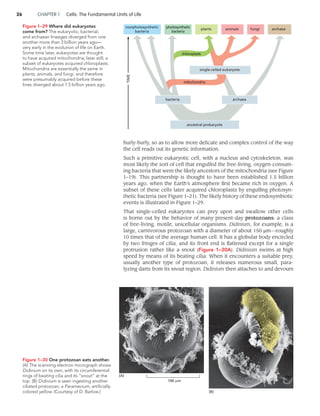 Essential Cell Biology (5th) | PDF