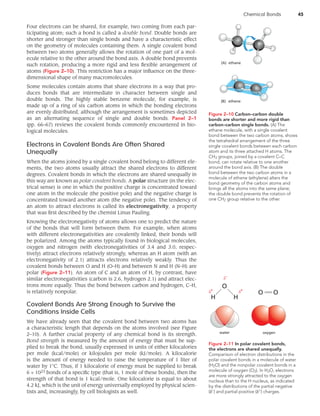 Essential Cell Biology (5th) | PDF
